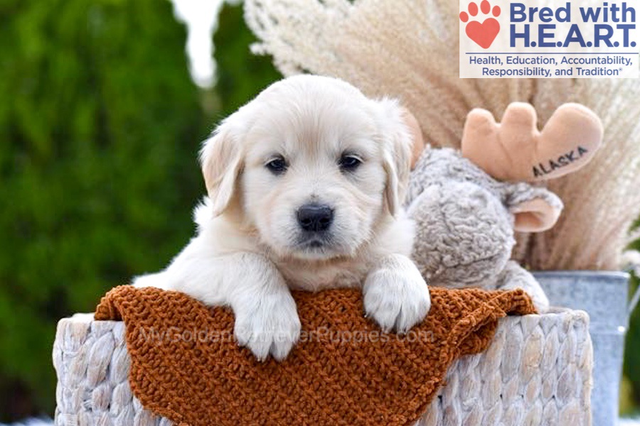 Sprinkles - My Golden Retriever Puppies