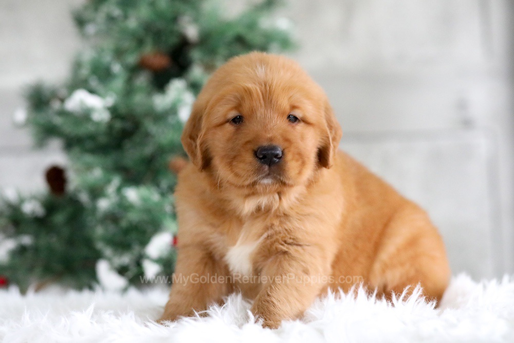 Trevor - My Golden Retriever Puppies