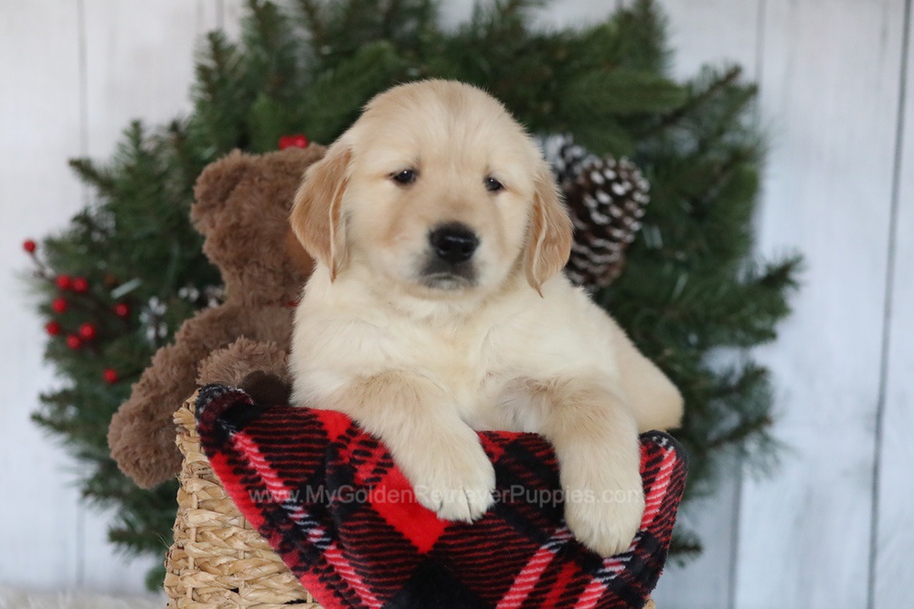 Collin - My Golden Retriever Puppies