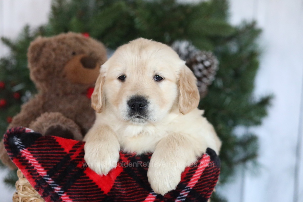 Conner - My Golden Retriever Puppies