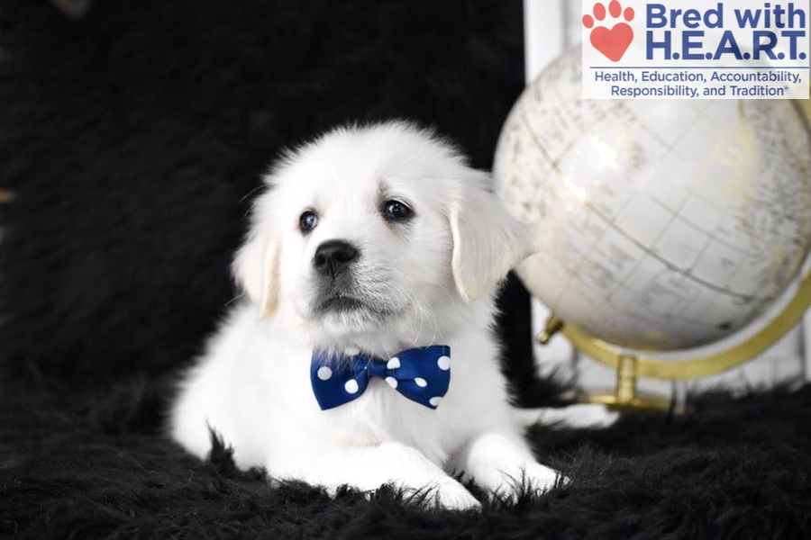 Dasher - My Golden Retriever Puppies