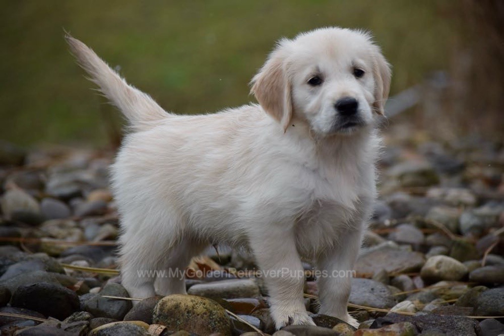 Delta - My Golden Retriever Puppies