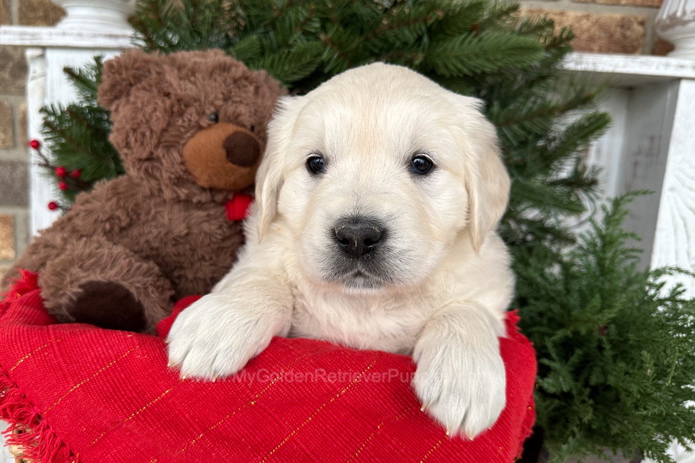 Snowflake - My Golden Retriever Puppies