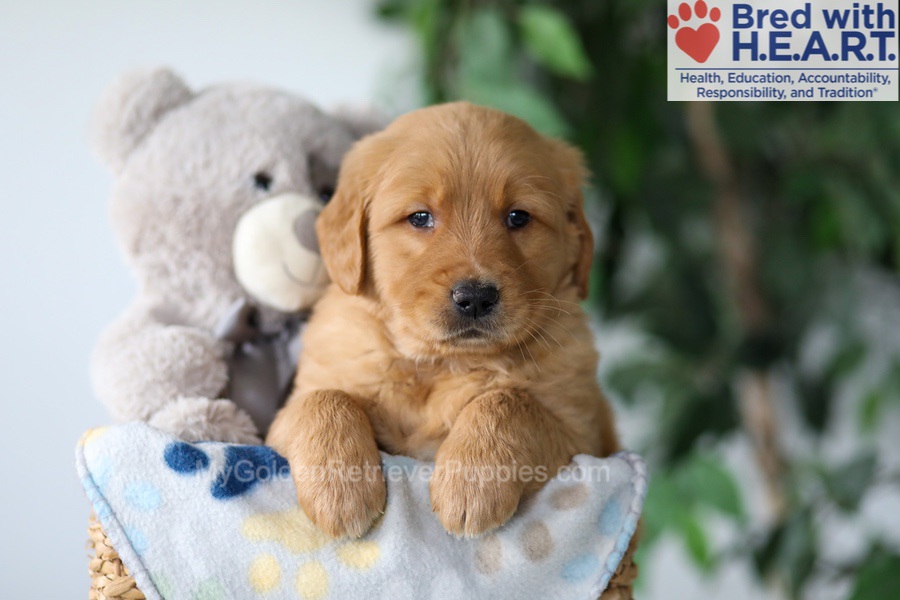 Golden Retriever Puppies For Sale | My Golden