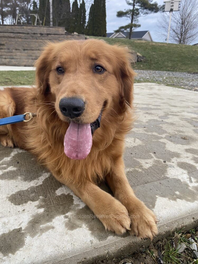 Shiloh's Trevor - My Golden Retriever Puppies