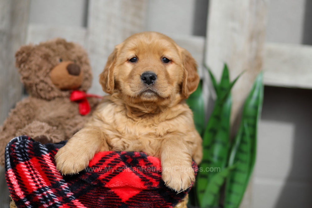 Walker - My Golden Retriever Puppies