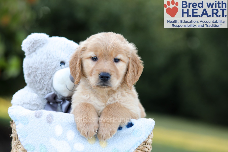 Buddy - My Golden Retriever Puppies