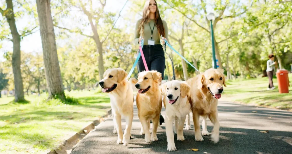 Golden Retriever Clubs in Chicago (2026) - My Golden Retriever Puppies