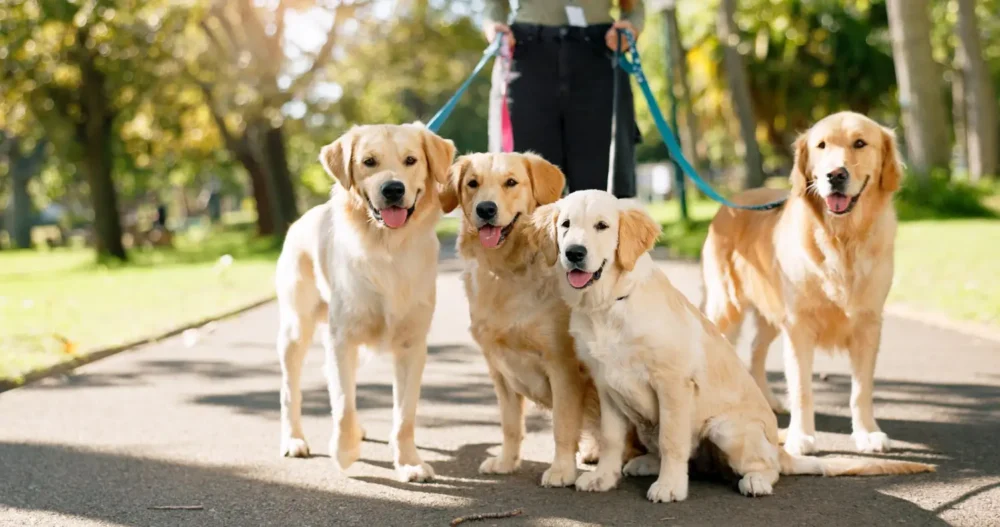 Golden Retriever Clubs in Michigan (in 2025)