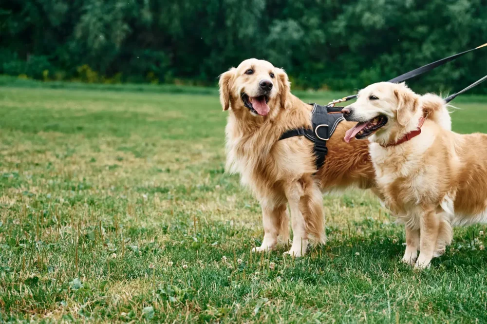 Golden Retriever Clubs in Florida (2026) - My Golden Retriever Puppies