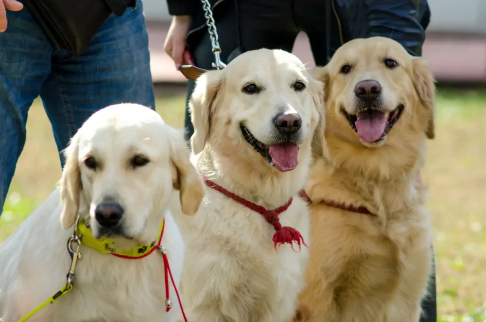 Golden Retriever Clubs Pittsburgh: Training, Events & Community