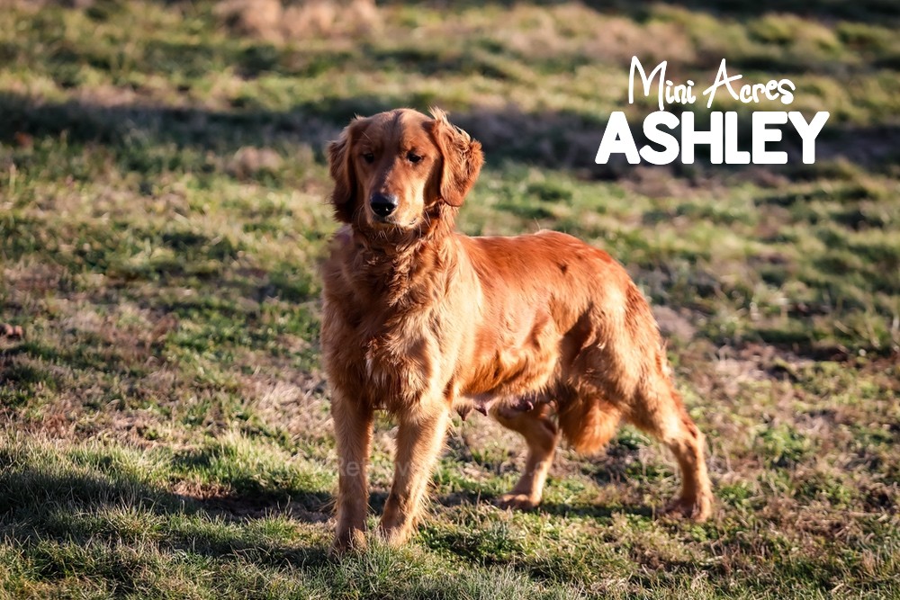 Mini Acres Ashley - My Golden Retriever Puppies