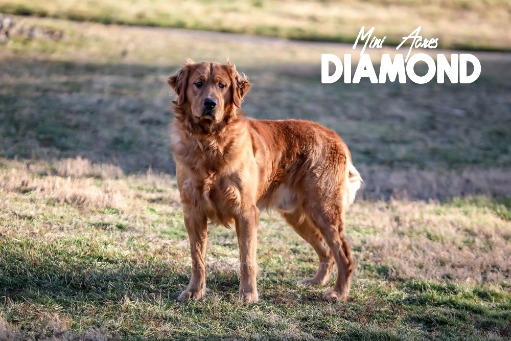 Mini Acres Diamond - My Golden Retriever Puppies