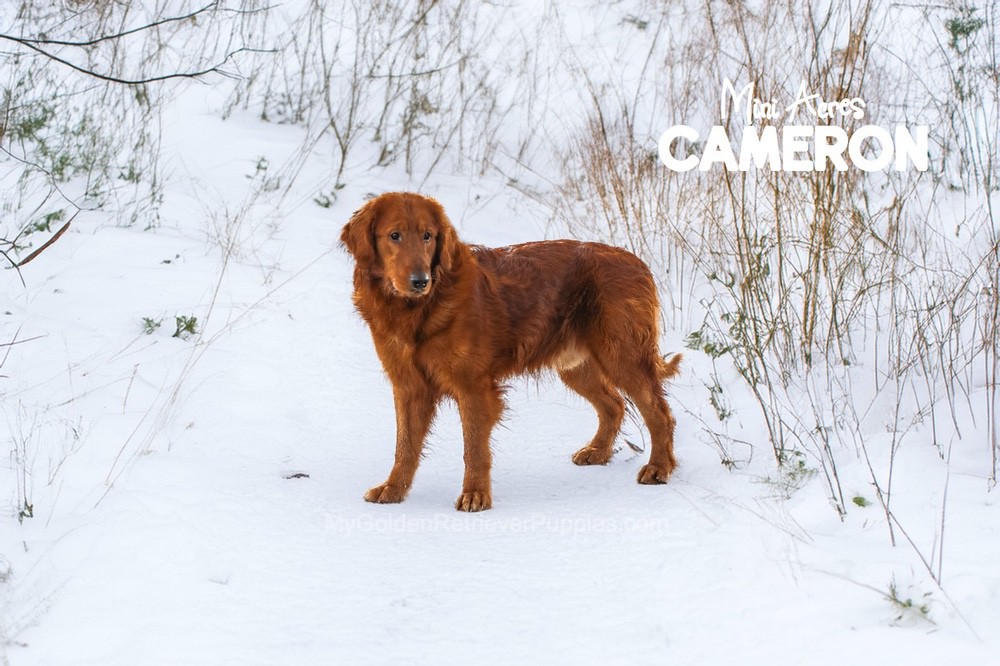 Mini Acres Cameron - My Golden Retriever Puppies