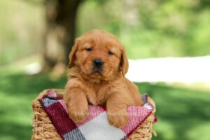 Golden Retriever Puppies for Sale in Florida: Trusted & Healthy